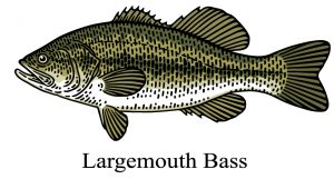 Do Bass Have Teeth? How To Hold & Handle Bass Safely