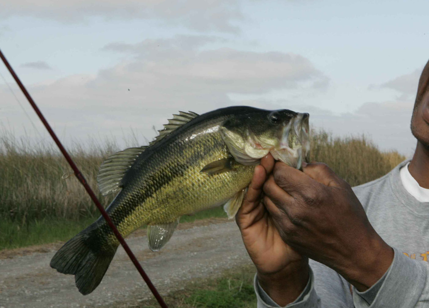 Do Bass Have Teeth? How To Hold & Handle Bass Safely