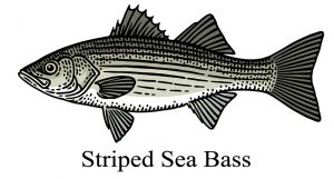 Do Bass Have Teeth? How To Hold & Handle Bass Safely