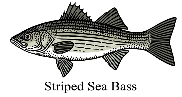 Do Bass Have Teeth? How To Hold & Handle Bass Safely