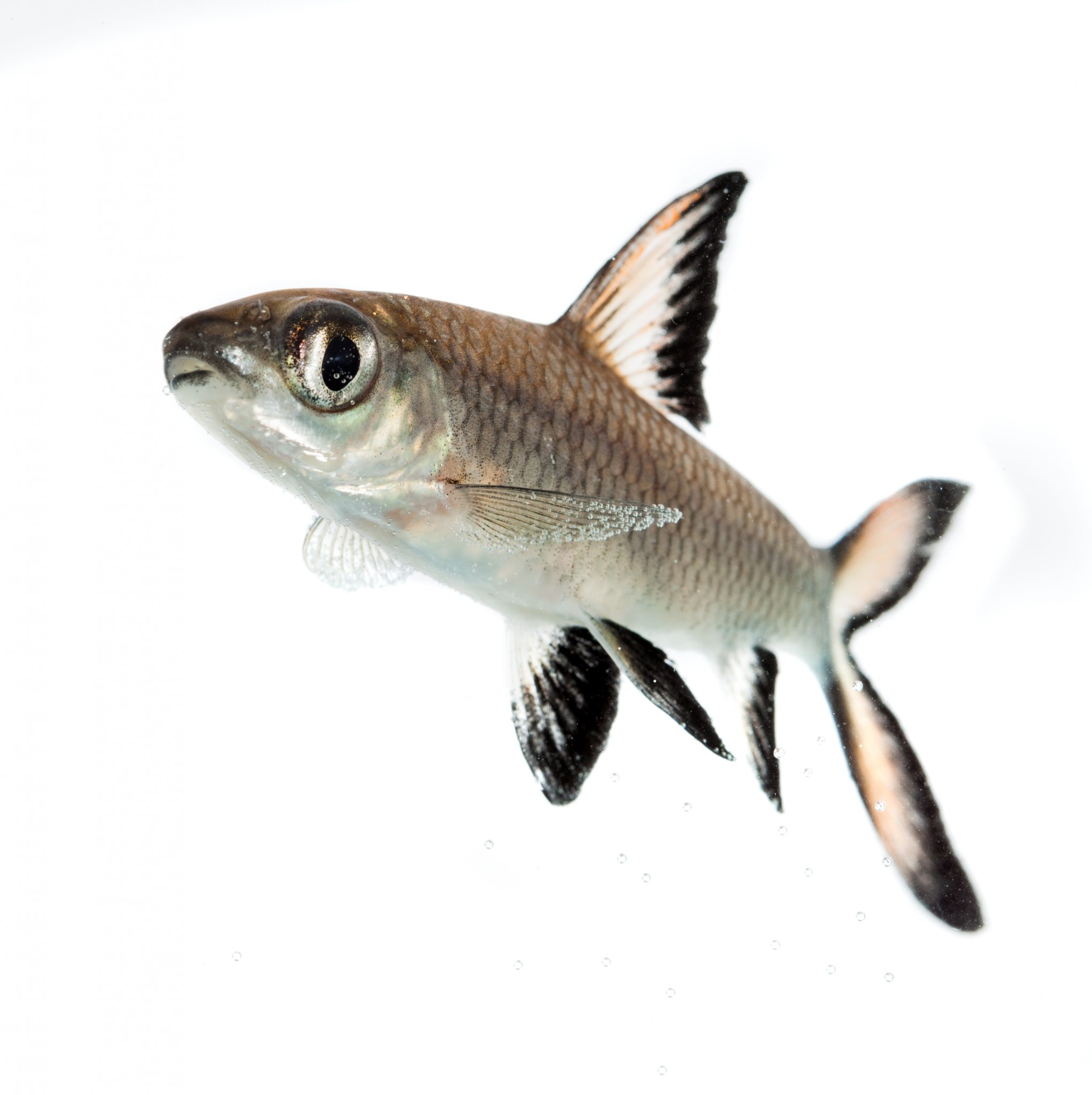 How To Hook A Minnow (The Right Way): 3 Easy Methods