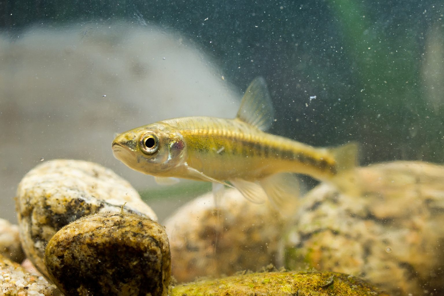 Top 3 Best Plastic Worms Most Effective for Bass Fishing