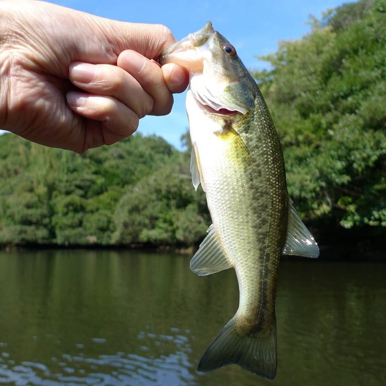 Do Bass Have Teeth? How To Hold & Handle Bass Safely