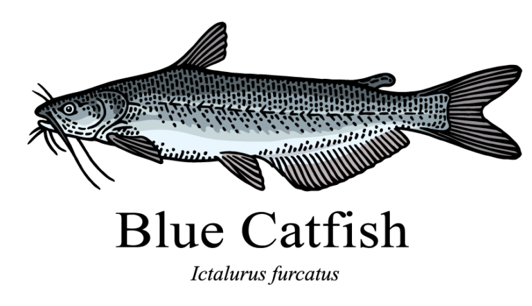 How to Catch Catfish: The Ultimate Guide for Beginners