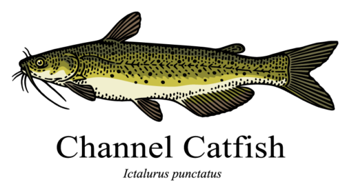 How to Catch Catfish: The Ultimate Guide for Beginners