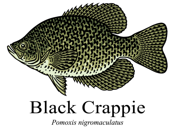 Crappie Fishing 101: How To Catch Crappie Like A Boss