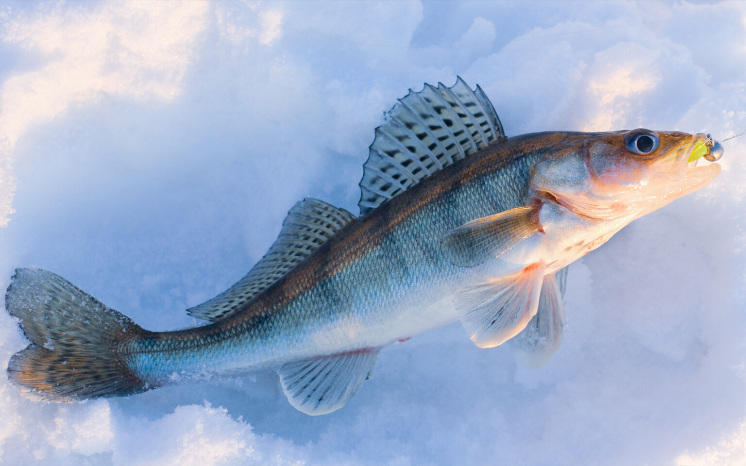 Walleye Fishing 101: How To Catch Walleye for Beginners