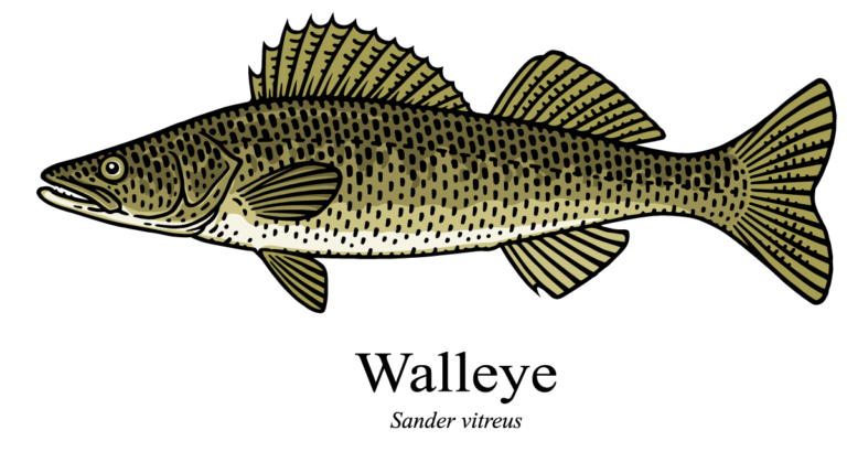 Walleye Fishing 101: How To Catch Walleye for Beginners