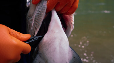 The Most Humane Way to Kill a Fish Fast (A Simple Guide)