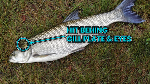 The Most Humane Way to Kill a Fish Fast (A Simple Guide)