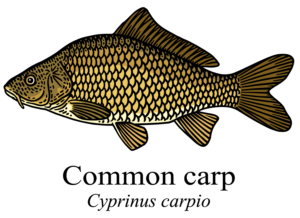 How To Catch Carp Like a Pro: 13 Best Tips for Beginners