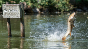 How To Catch Carp Like a Pro: 13 Best Tips for Beginners